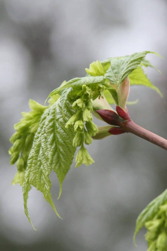 Striped Maple - Maine Native Plants