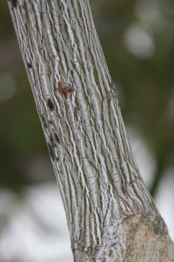 Striped Maple - Maine Native Plants