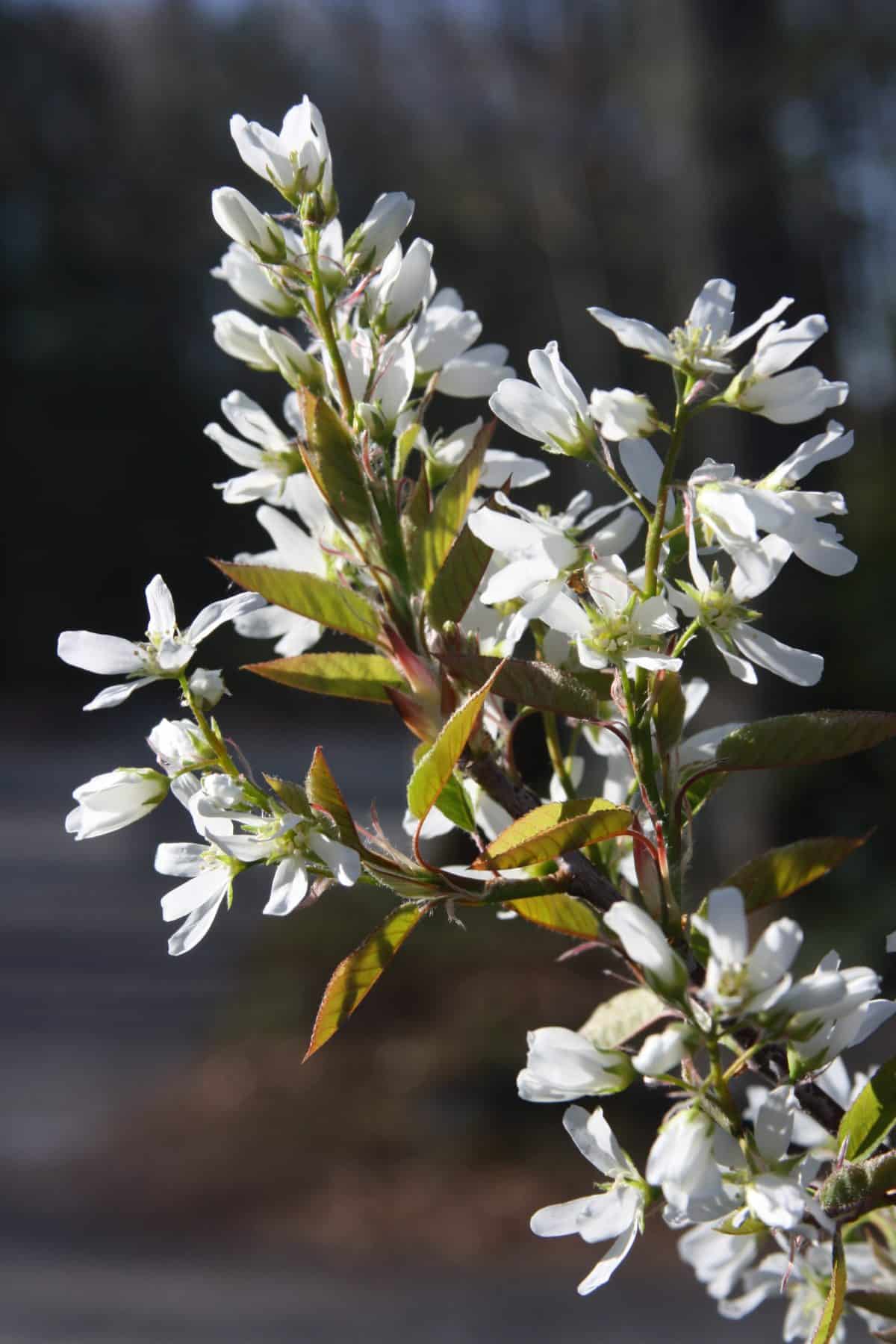 Canada Serviceberry - Maine Native Plants