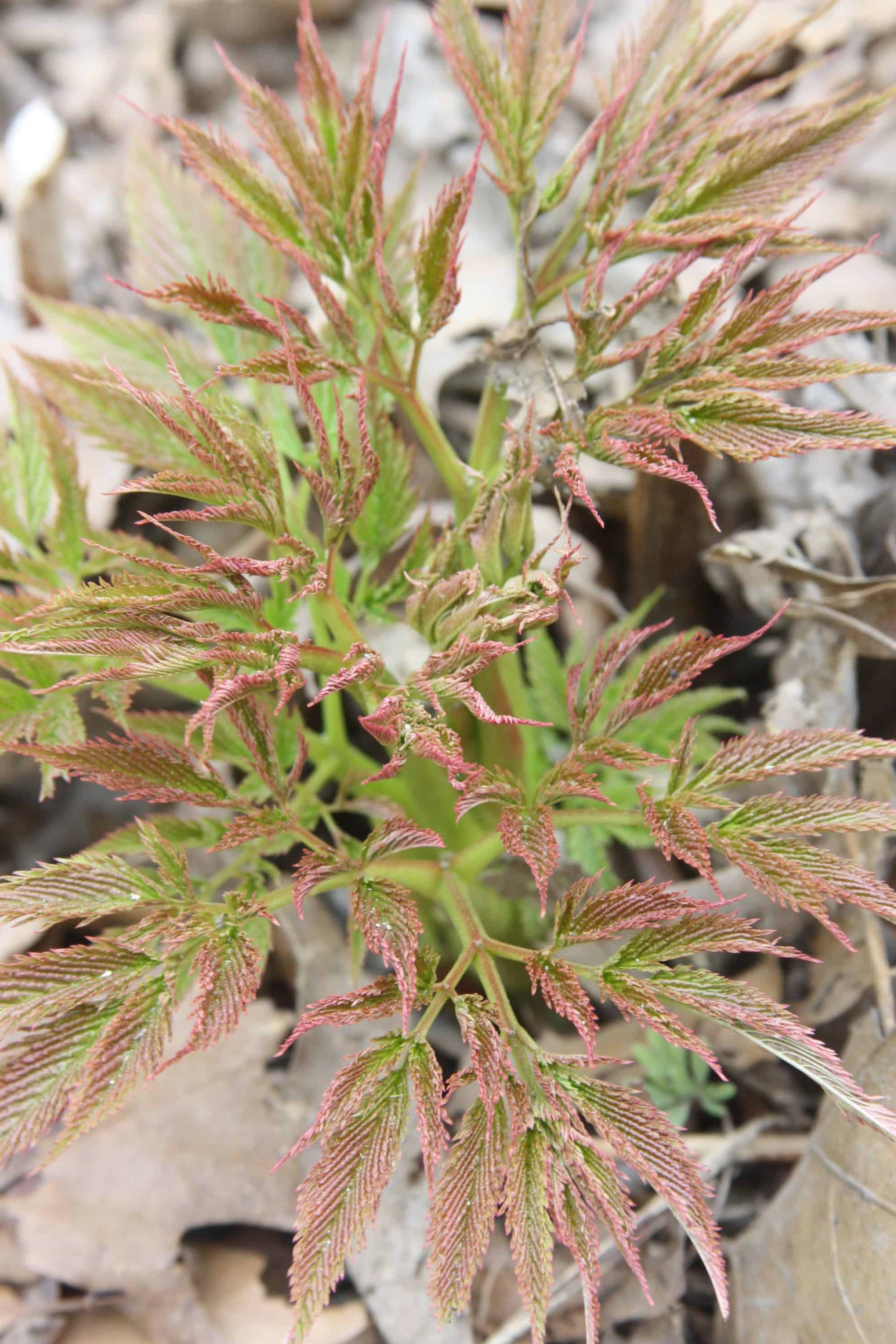 Goatsbeard - Maine Native Plants