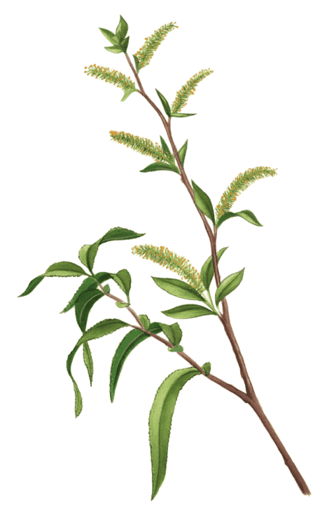 Maine Native Plants | Maine Native Plant Finder