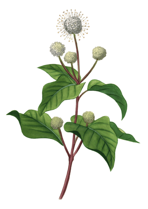 Common Buttonbush - Maine Native Plants