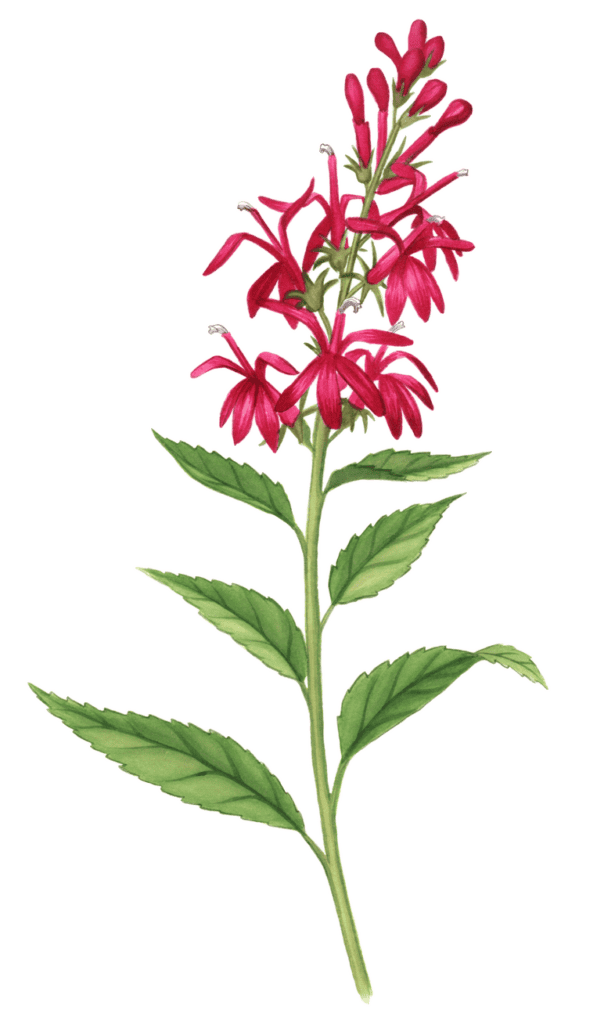 Cardinal Flower - Maine Native Plants