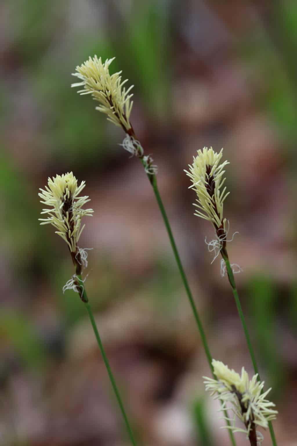 Pennsylvania Sedge - Maine Native Plants