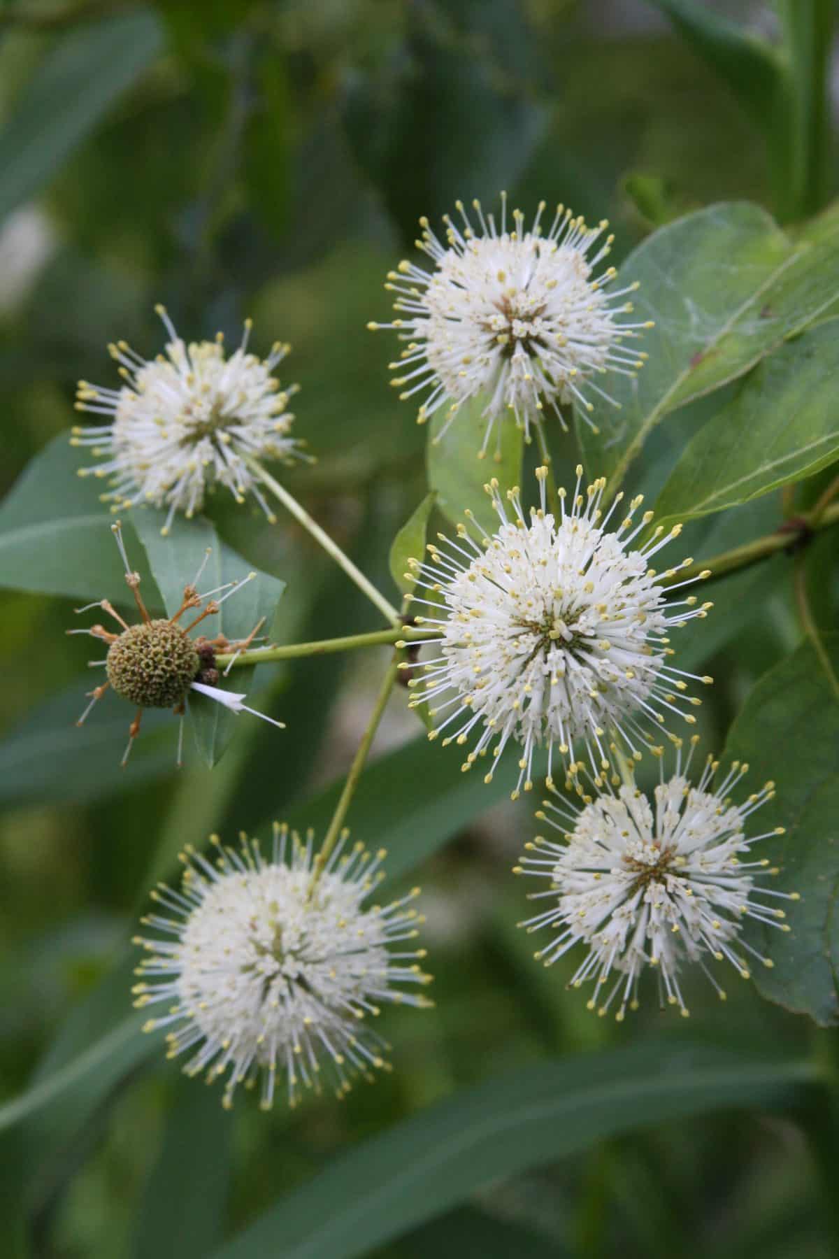 Common Buttonbush - Maine Native Plants