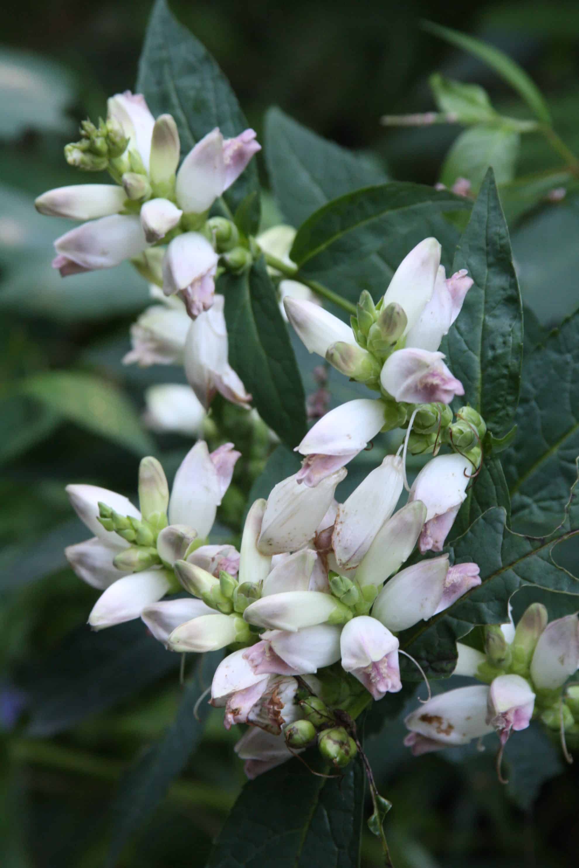 White Turtlehead - Maine Native Plants