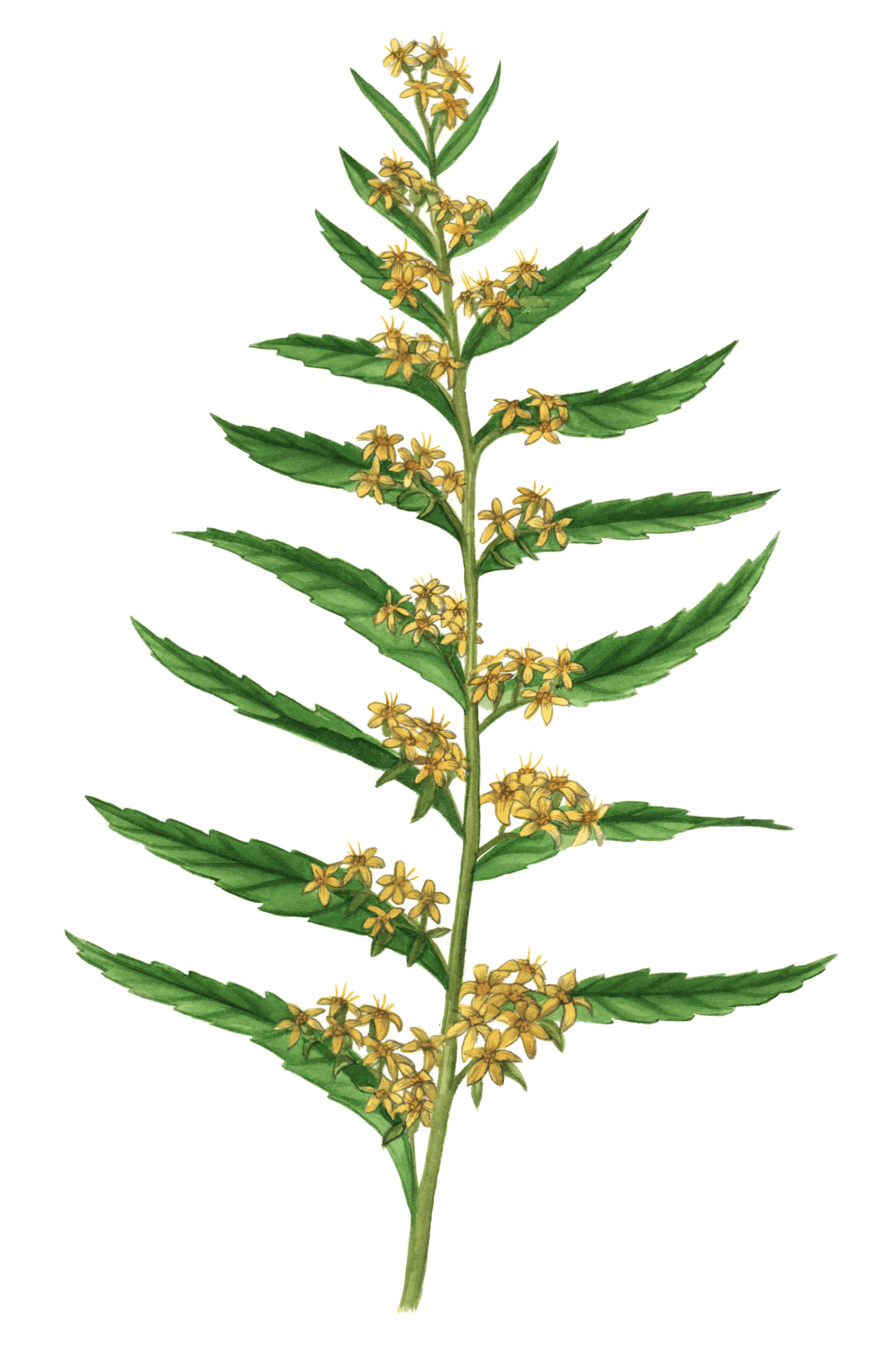 Blue-stemmed Goldenrod – Maine Native Plant Finder