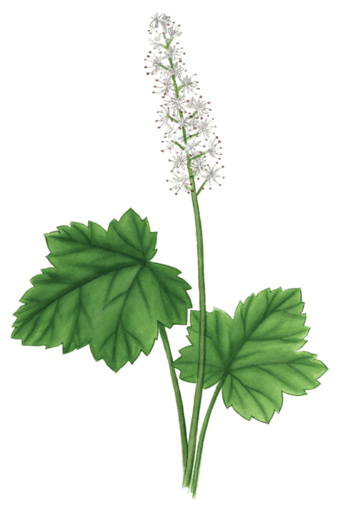 Maine Native Plants | Maine Native Plant Finder