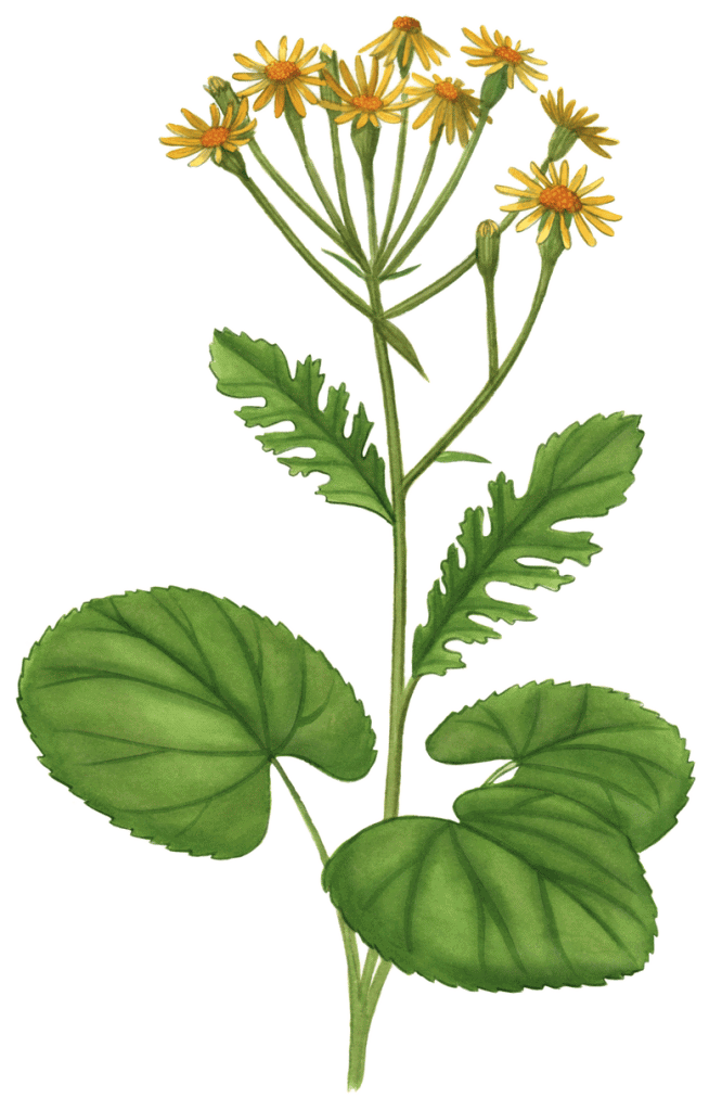 Golden Ragwort - Maine Native Plants