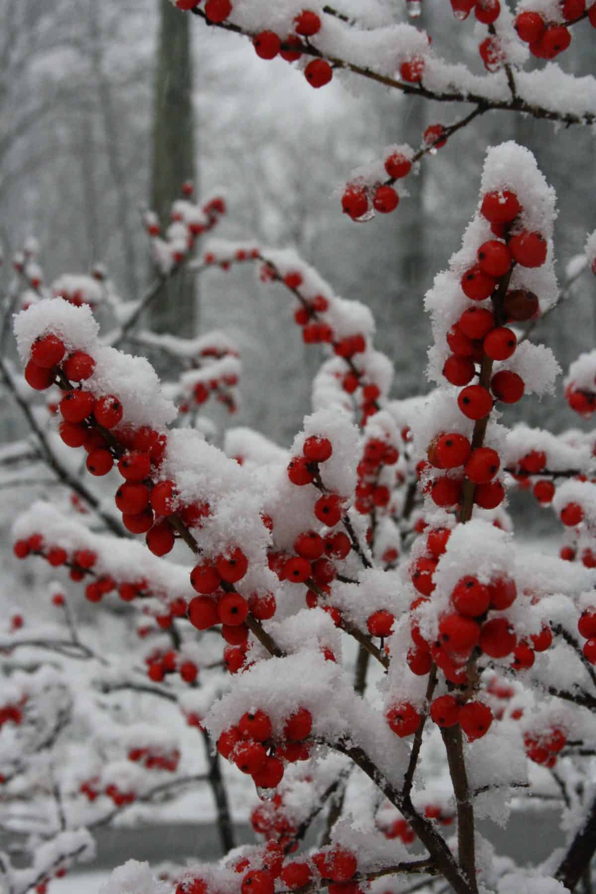 Common Winterberry - Maine Native Plants
