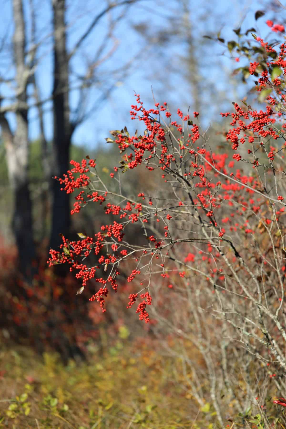 Common Winterberry - Maine Native Plants