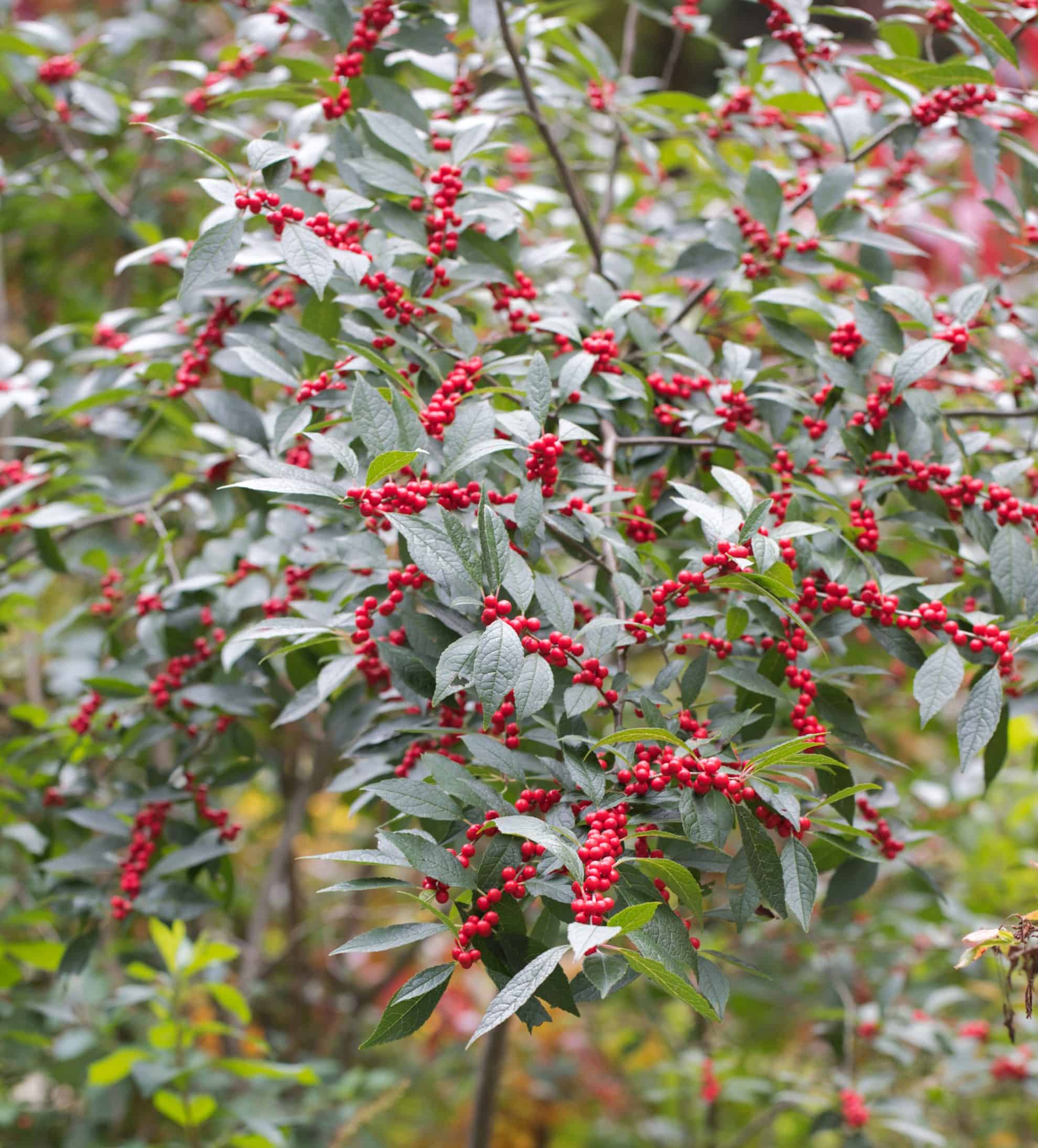 Common Winterberry - Maine Native Plants