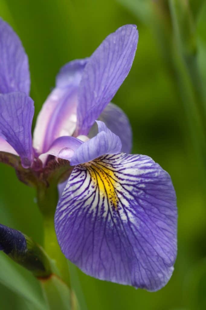 Blue Flag Iris - Maine Native Plants