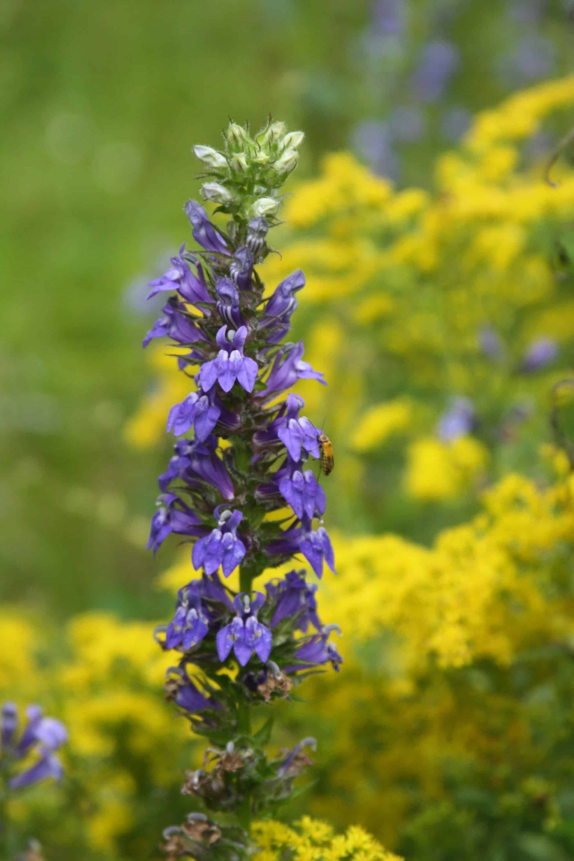 Blue Lobelia - Maine Native Plants