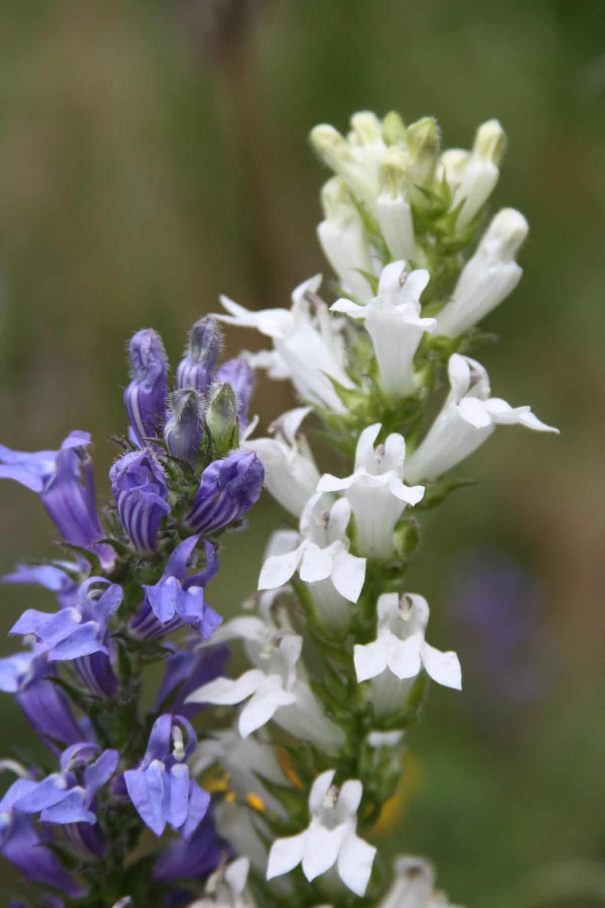 Blue Lobelia - Maine Native Plants