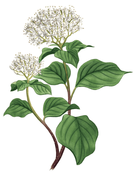 Maine Native Plants | Maine Native Plant Finder