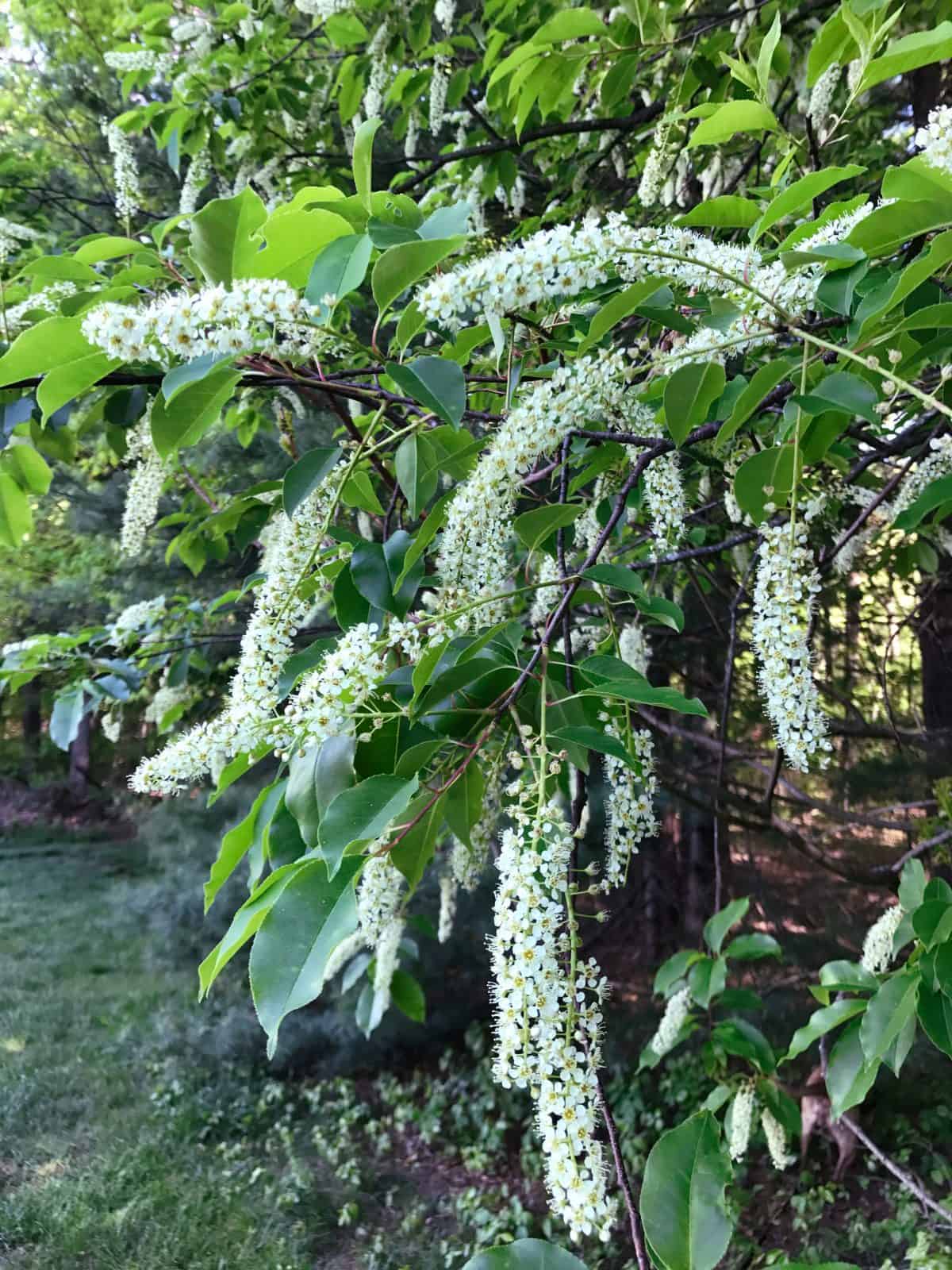 Black Cherry - Maine Native Plants