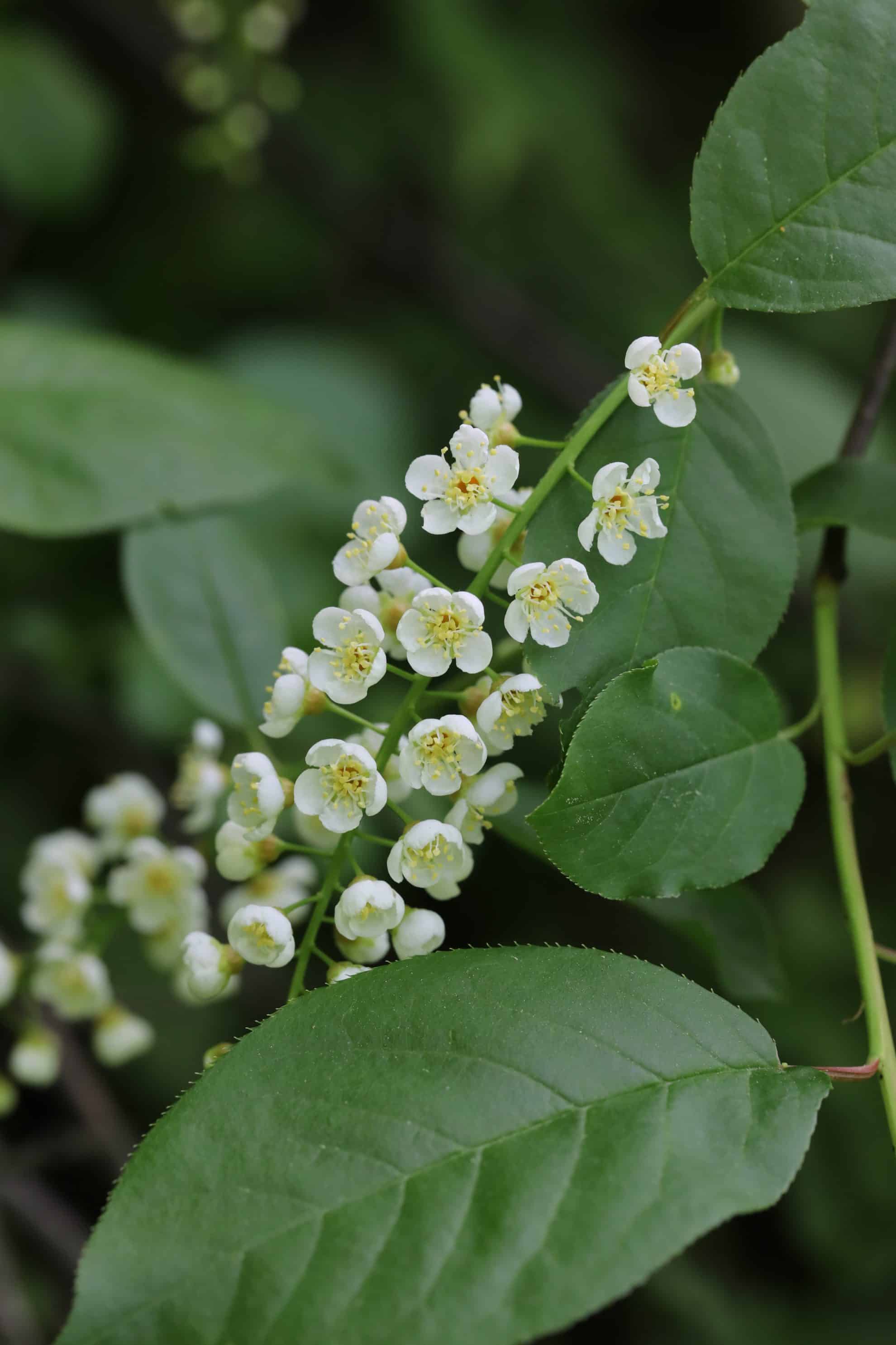 Black Cherry - Maine Native Plants