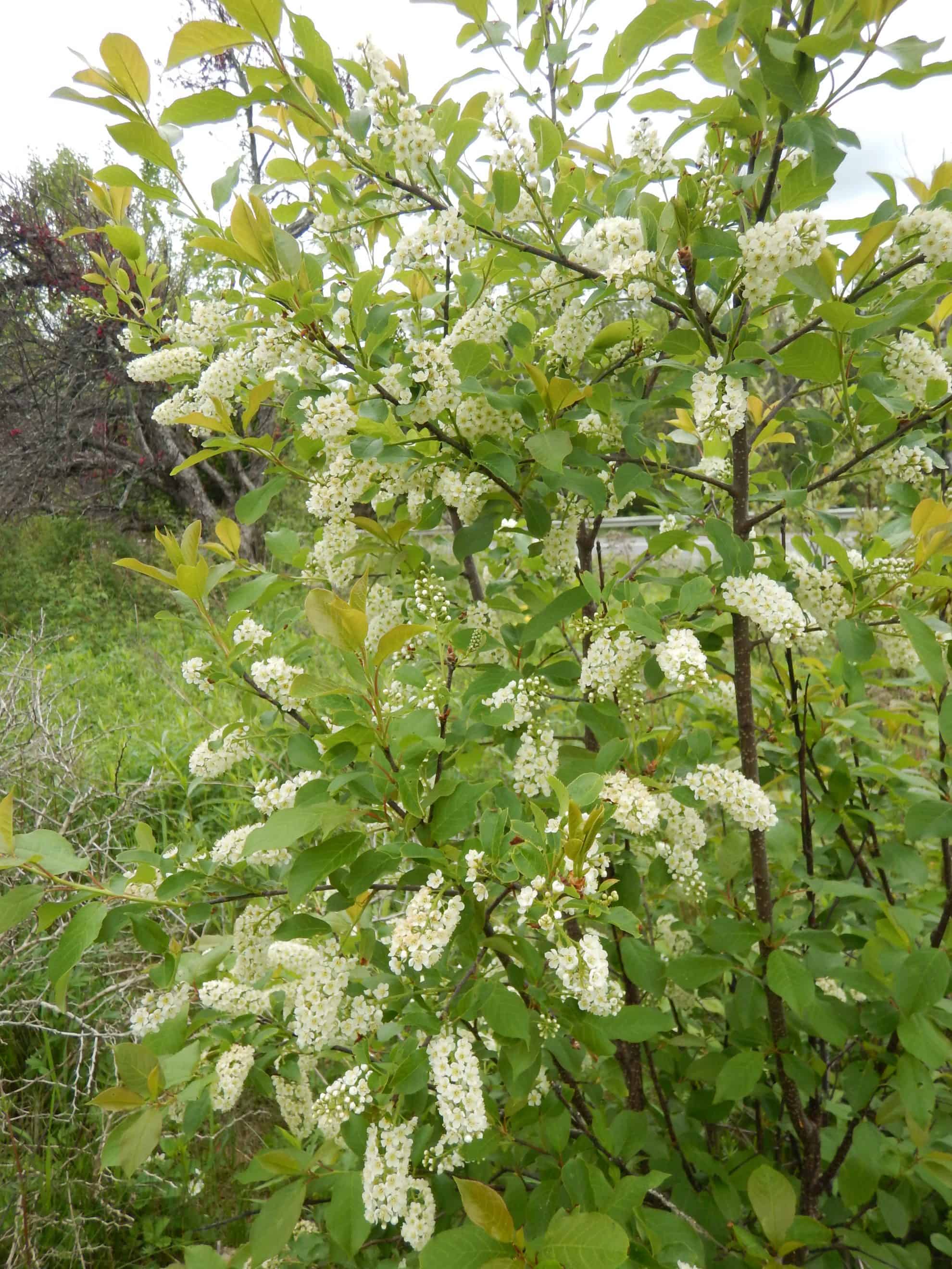 Chokecherry - Maine Native Plants