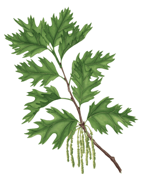 Maine Native Plants | Maine Native Plant Finder