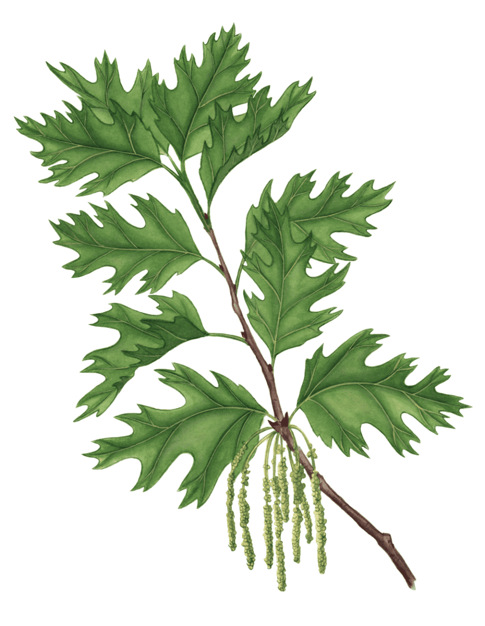 Maine Native Plants | Maine Native Plant Finder