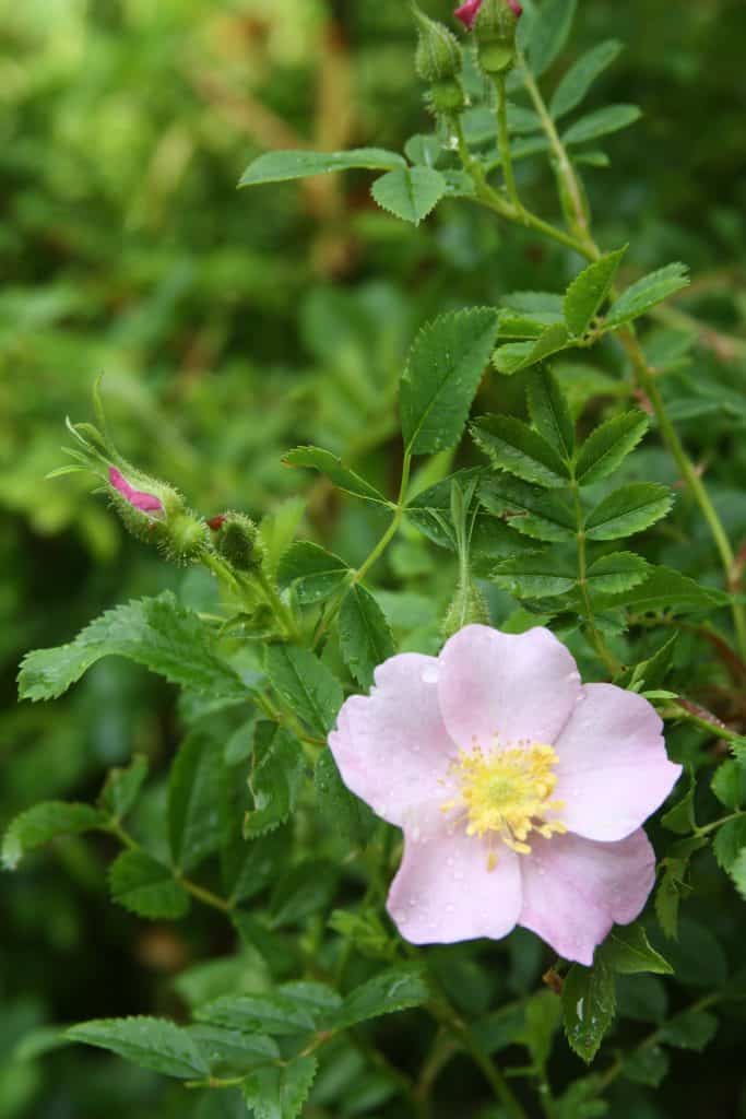 Virginia Rose - Maine Native Plants