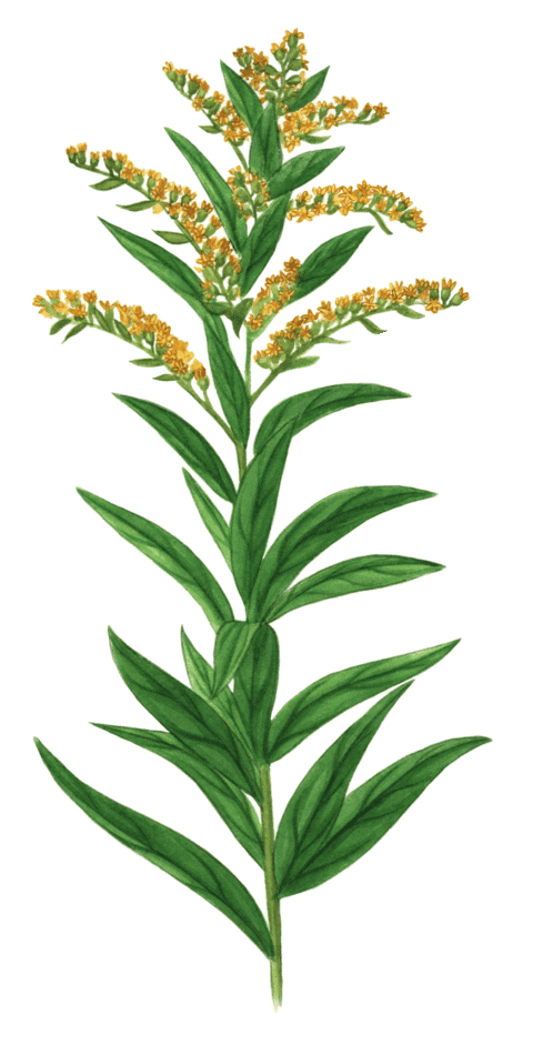 Maine Native Plants | Maine Native Plant Finder