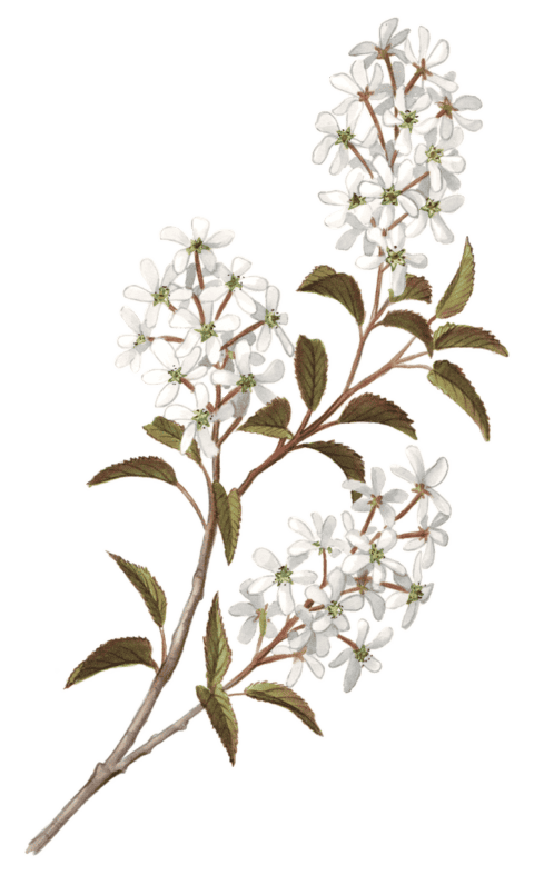 Canada Serviceberry - Maine Native Plants