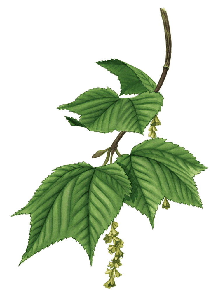 Striped Maple - Maine Native Plants