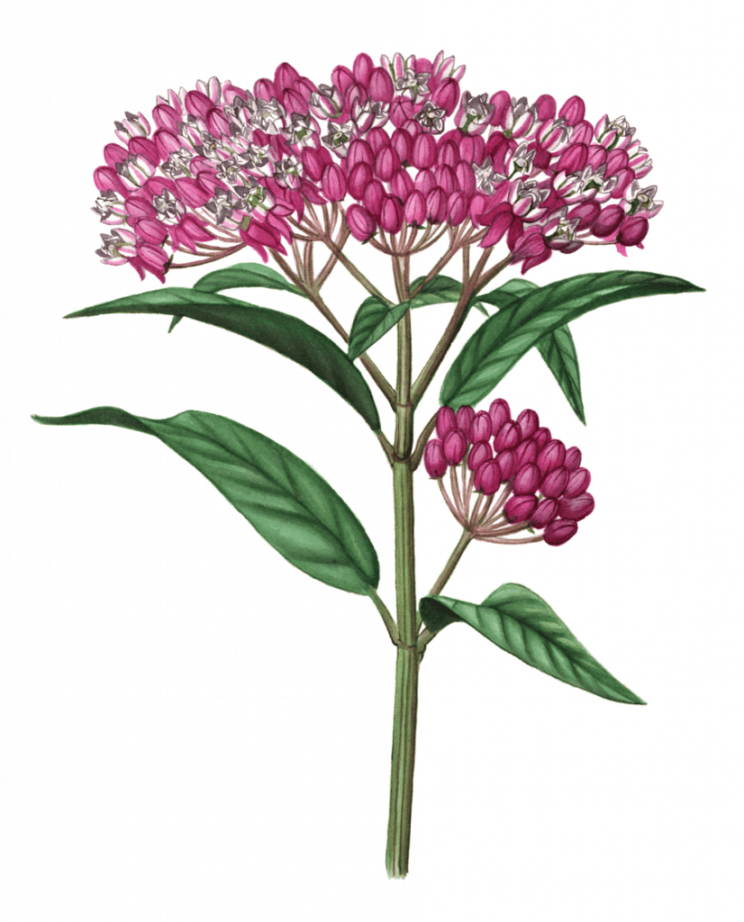 Swamp Milkweed - Maine Native Plants