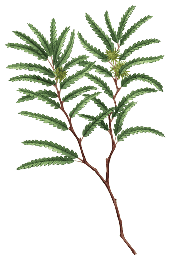 Sweetfern - Maine Native Plants