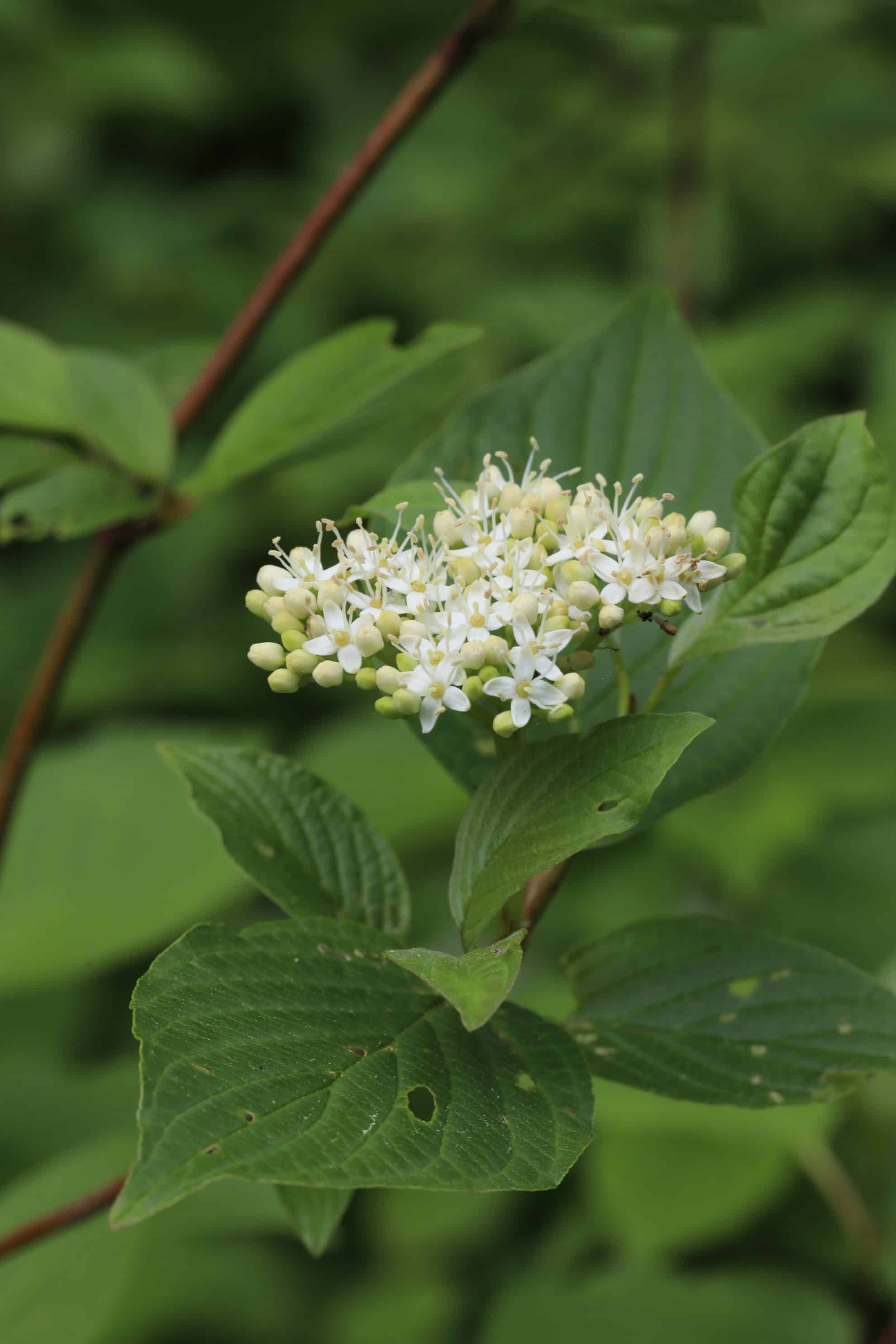 Alternate-leaved Dogwood - Maine Native Plants