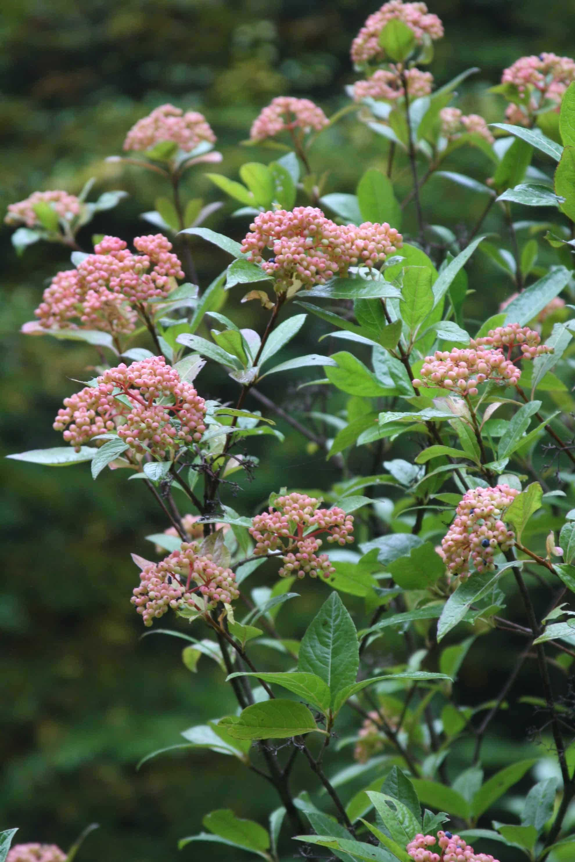 Withe-rod - Maine Native Plants