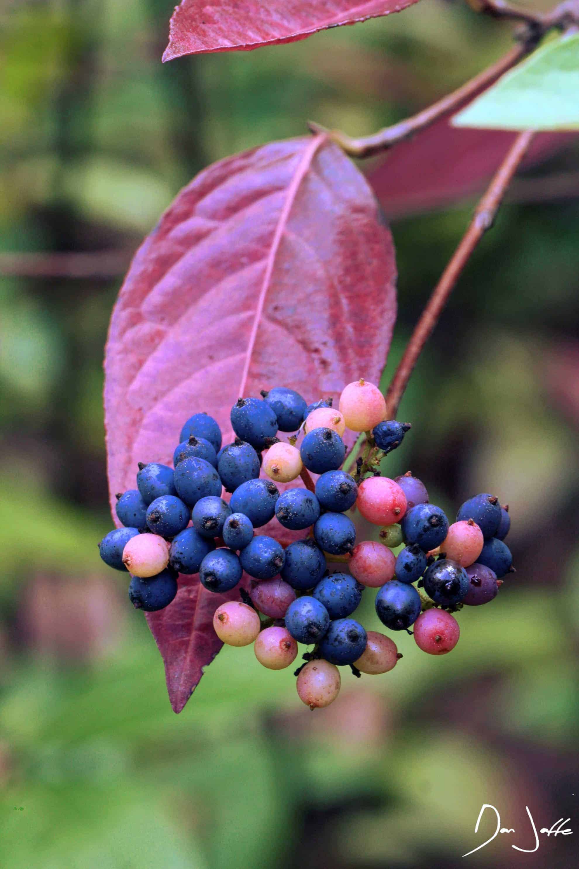 Withe-rod - Maine Native Plants