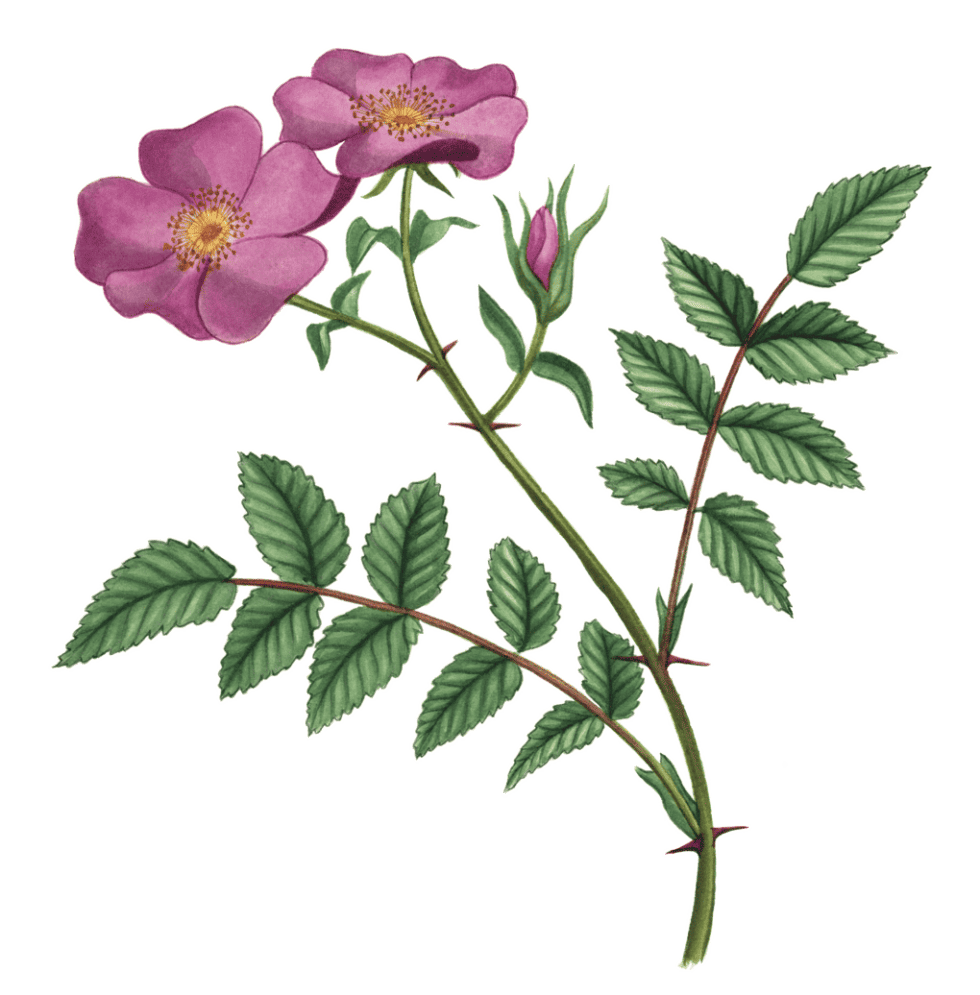 Virginia Rose - Maine Native Plants