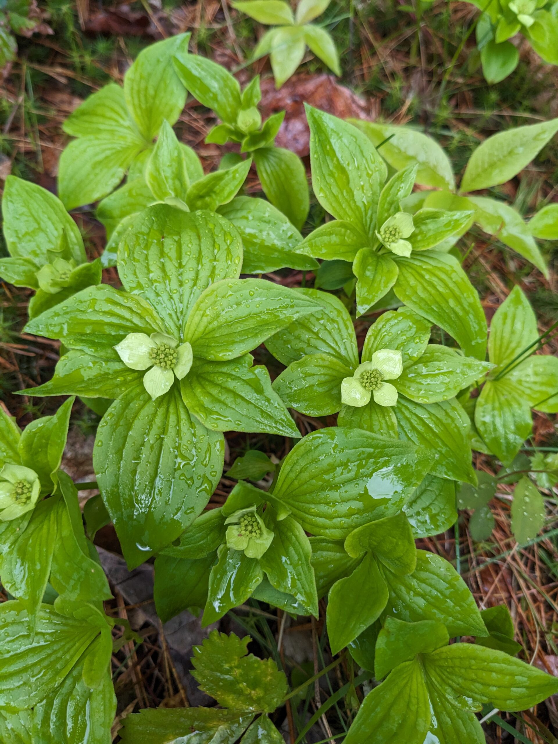 Bunchberry - Maine Native Plants