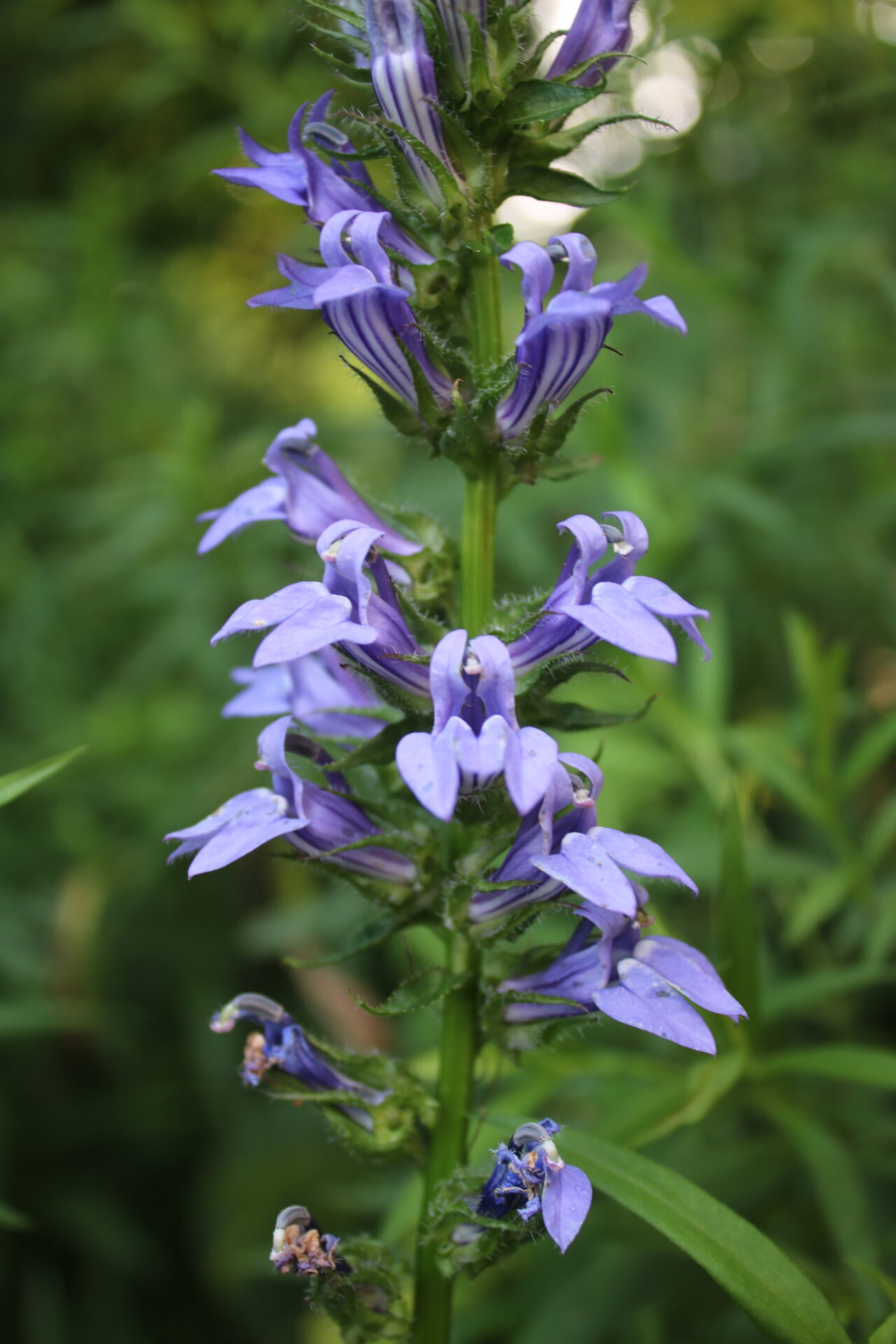 Blue Lobelia - Maine Native Plants