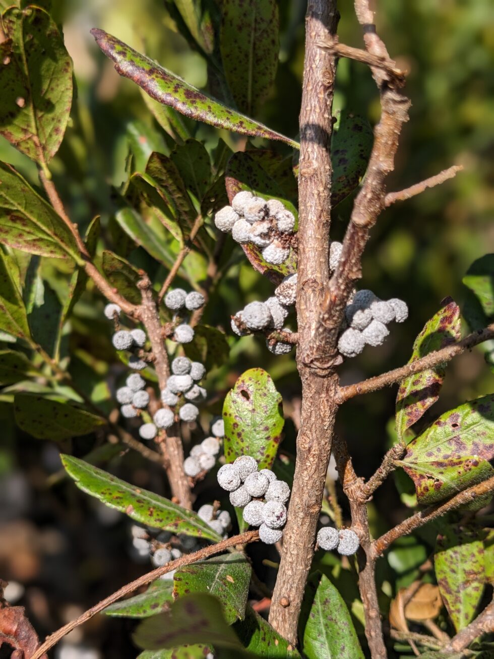 Northern Bayberry - Maine Native Plants