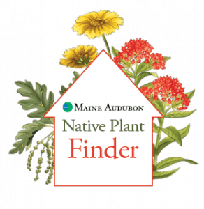 Maine Native Plants - Maine Native Plant Finder