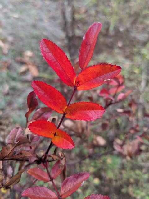 Virginia Rose - Maine Native Plants