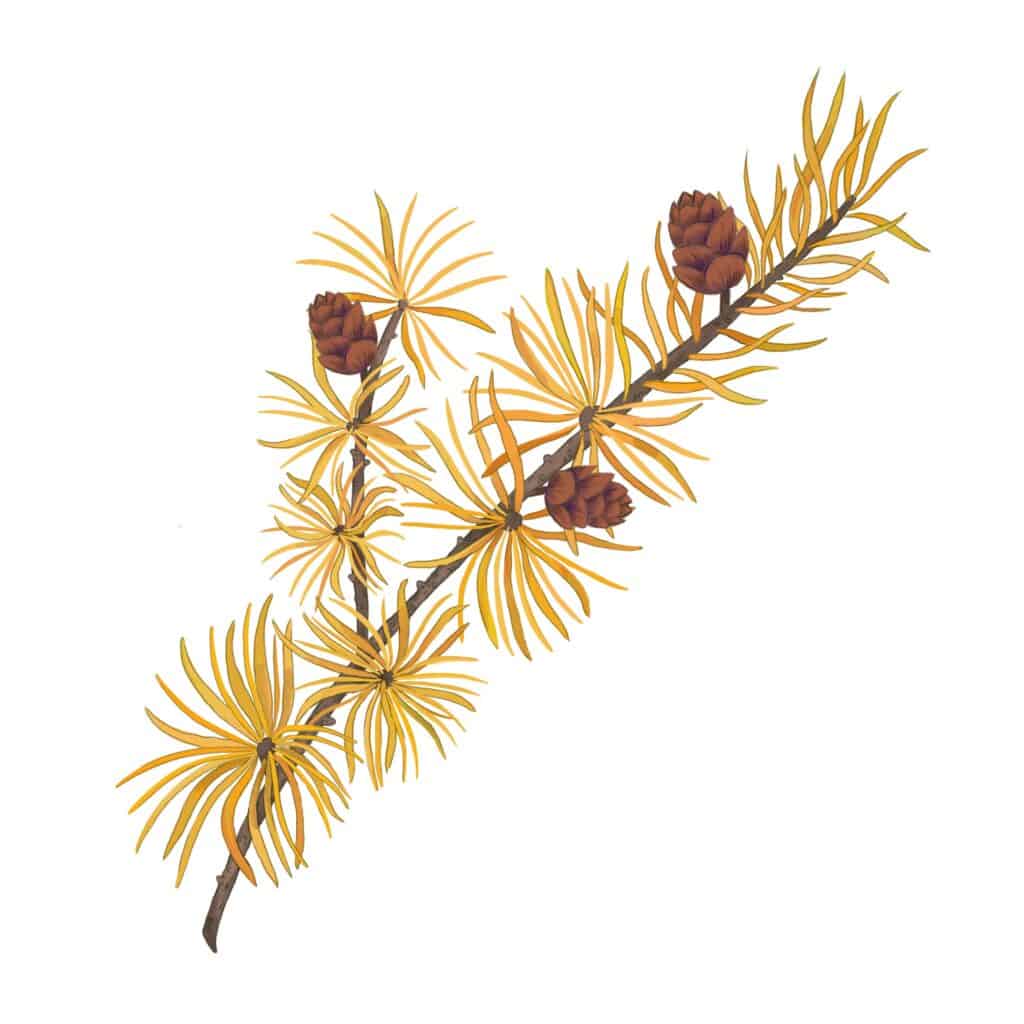 American Larch - Maine Native Plants