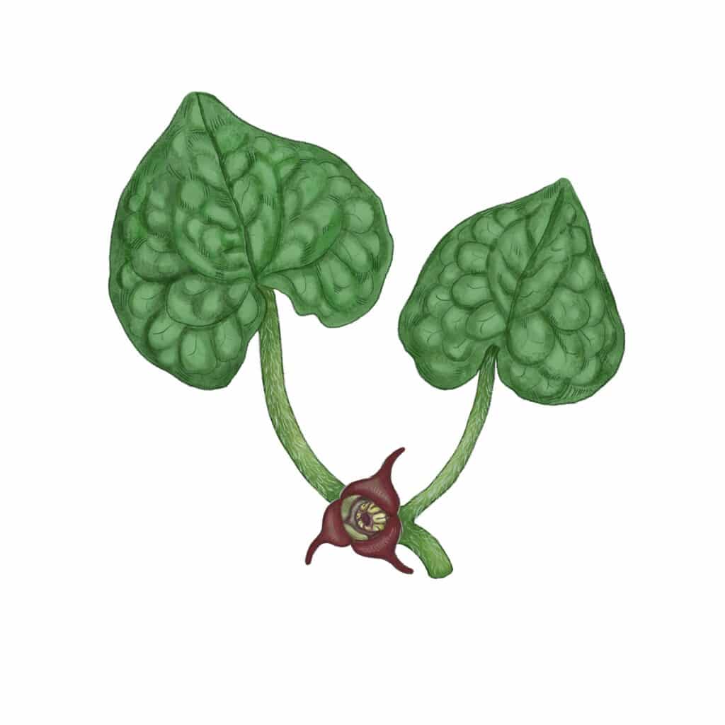 Canada Wild Ginger - Maine Native Plants