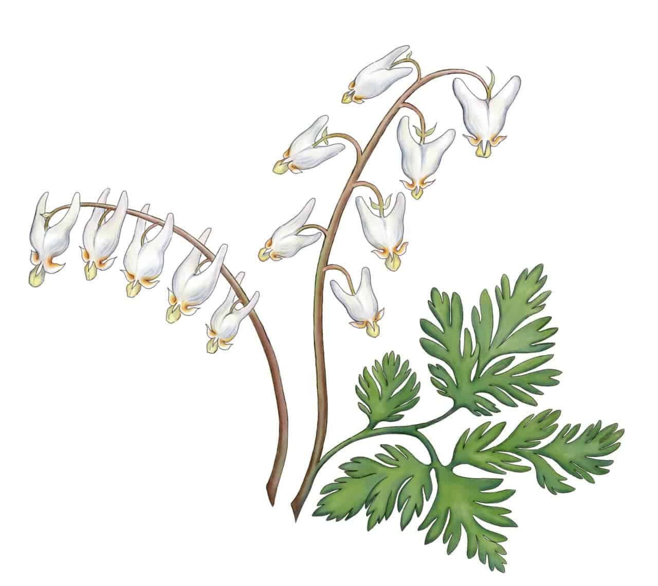 Maine Native Plants | Maine Native Plant Finder