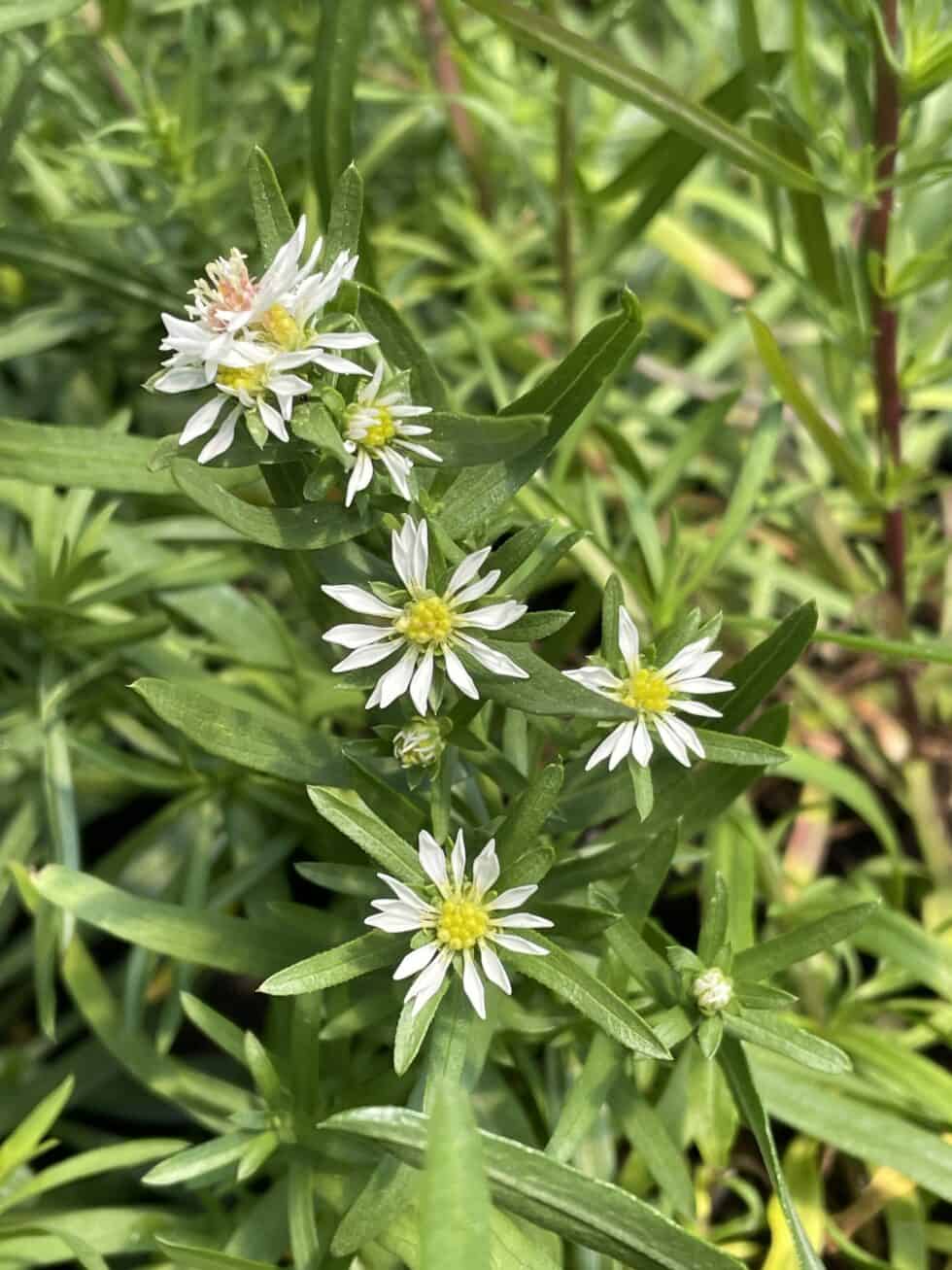 Flax-leaved Stiff-aster - Maine Native Plants