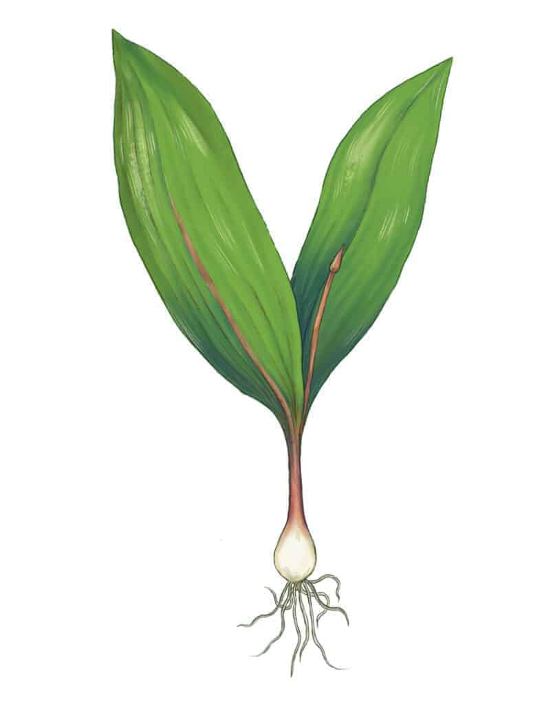 Wild Leek - Maine Native Plants