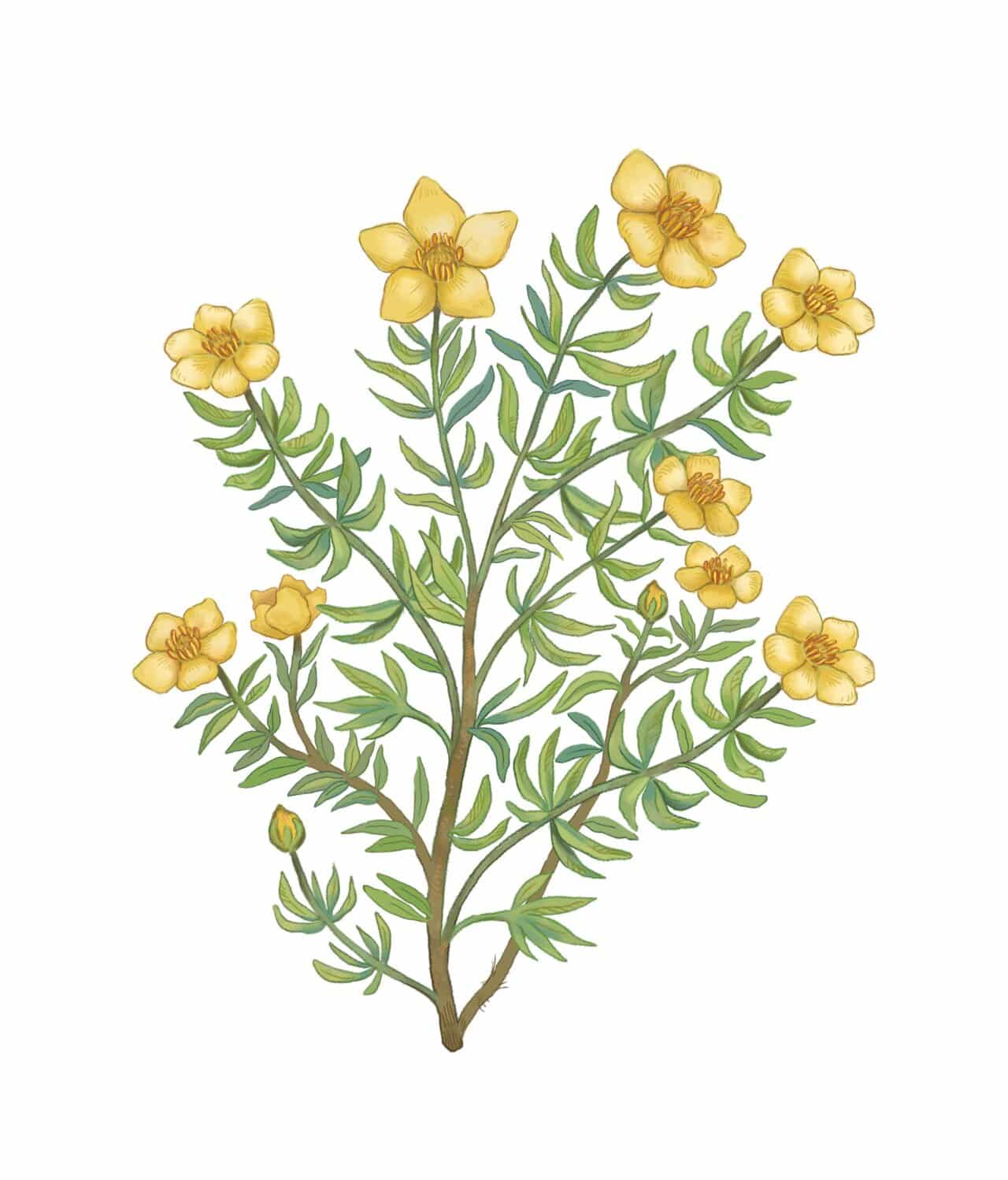 Shrubby Cinquefoil - Maine Native Plants