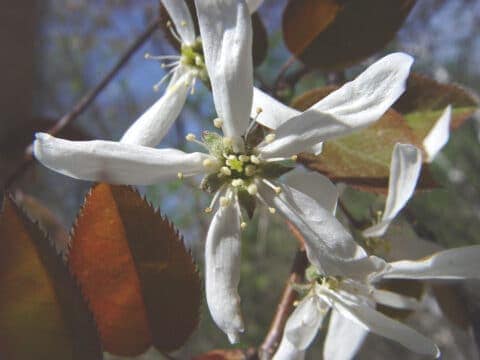 Smooth Serviceberry - Maine Native Plants