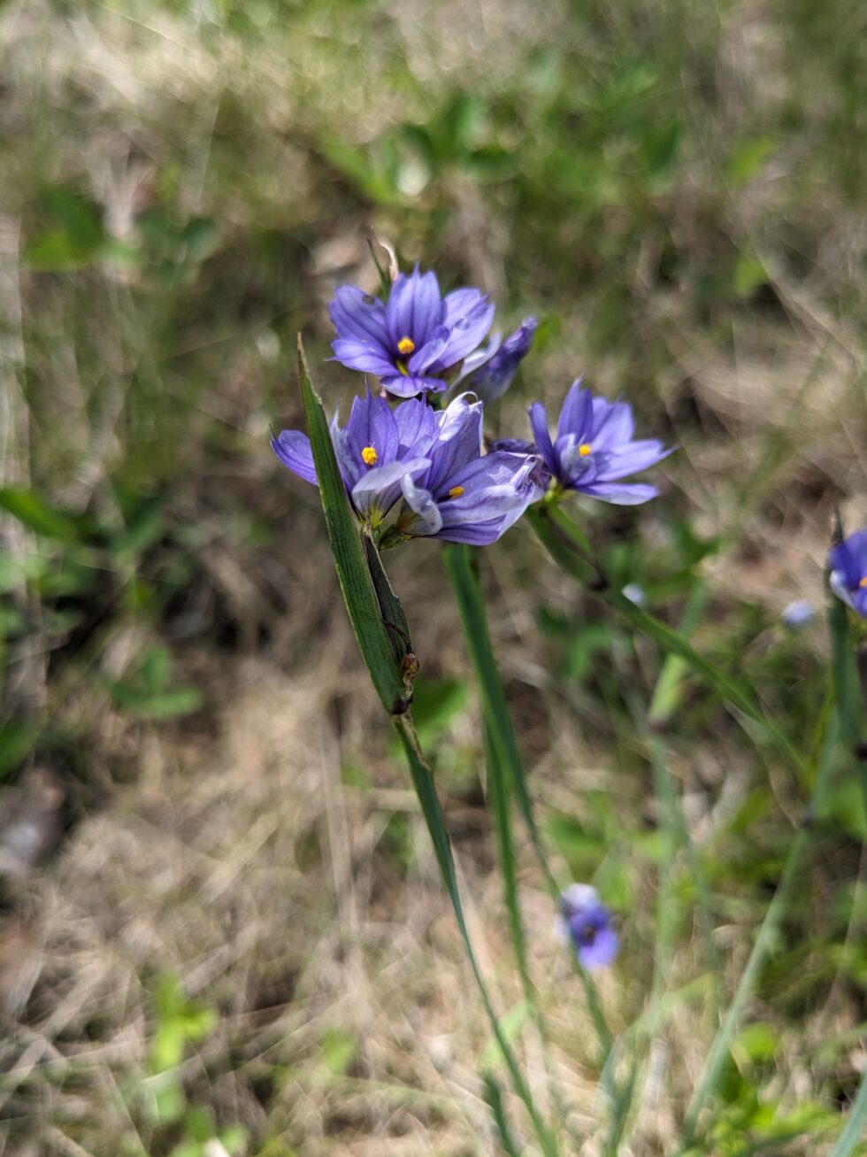 Narrow-leaved Blue-eyed Grass - Maine Native Plants