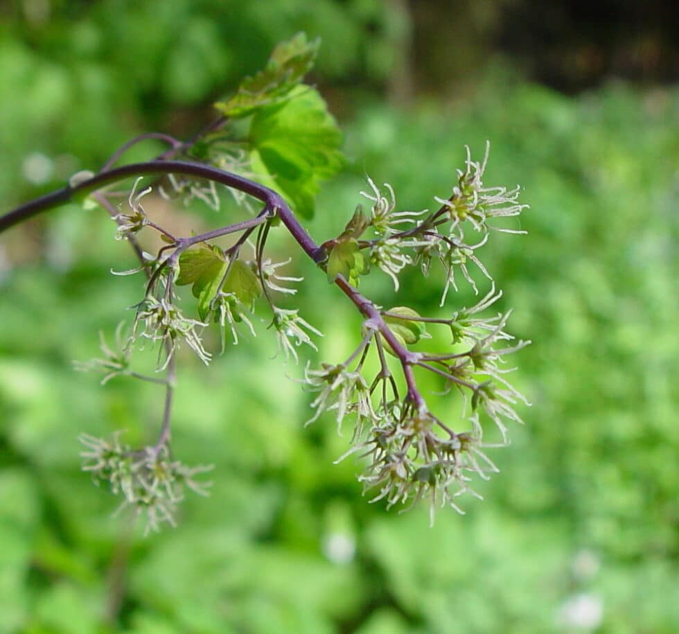 Early Meadow Rue - Maine Native Plants