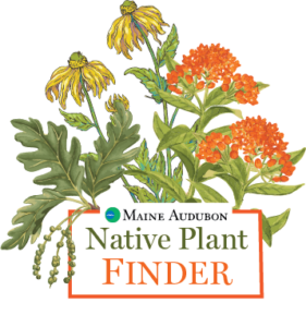 Maine Native Plants - Maine Native Plant Finder